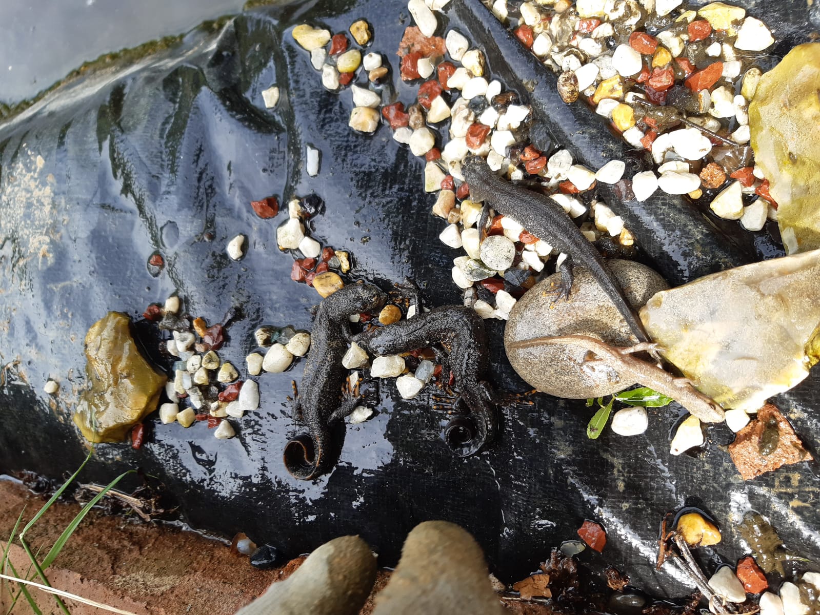 Eco survey finds Great Crested Newts