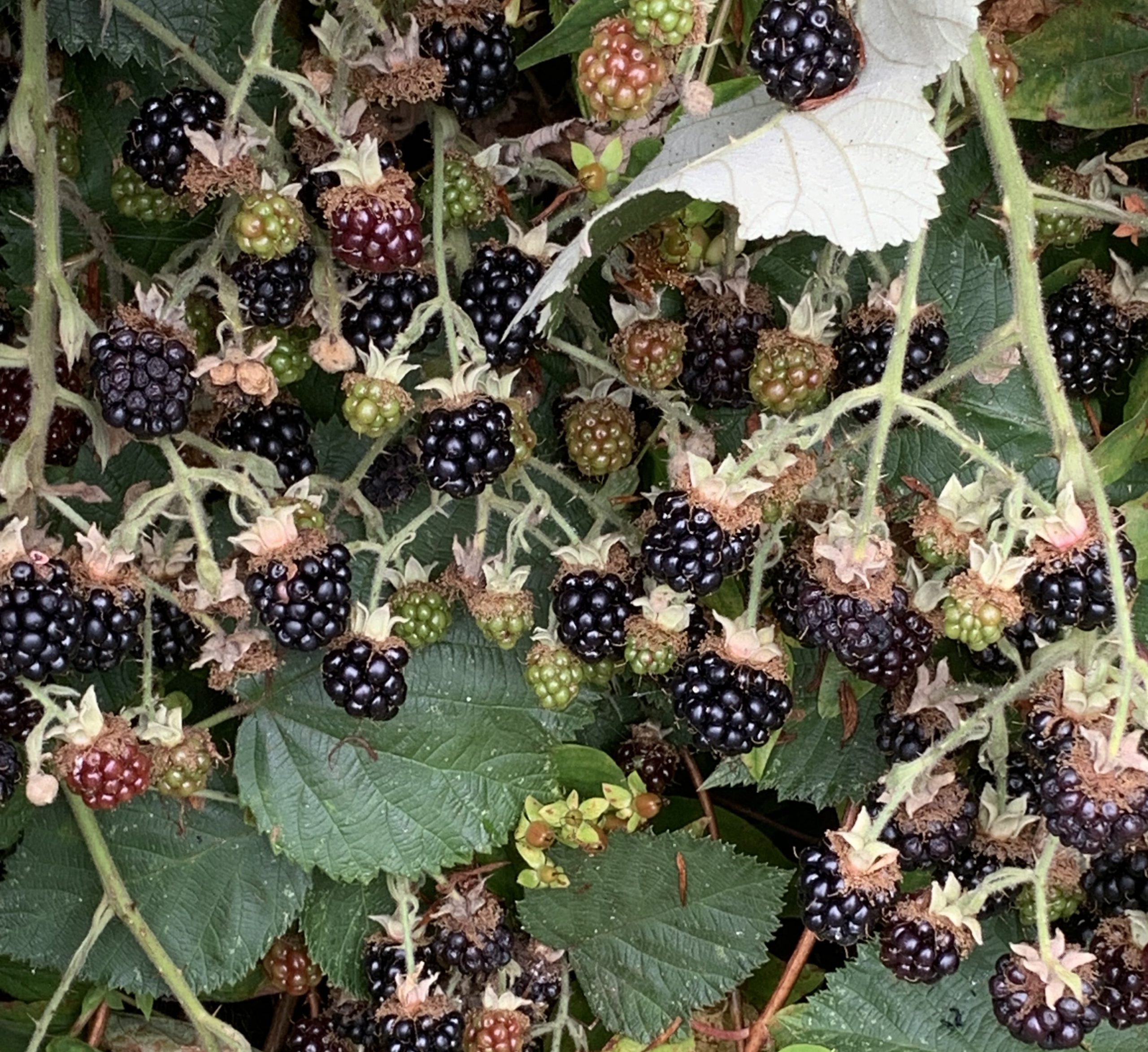As autumn approaches…blackberry way